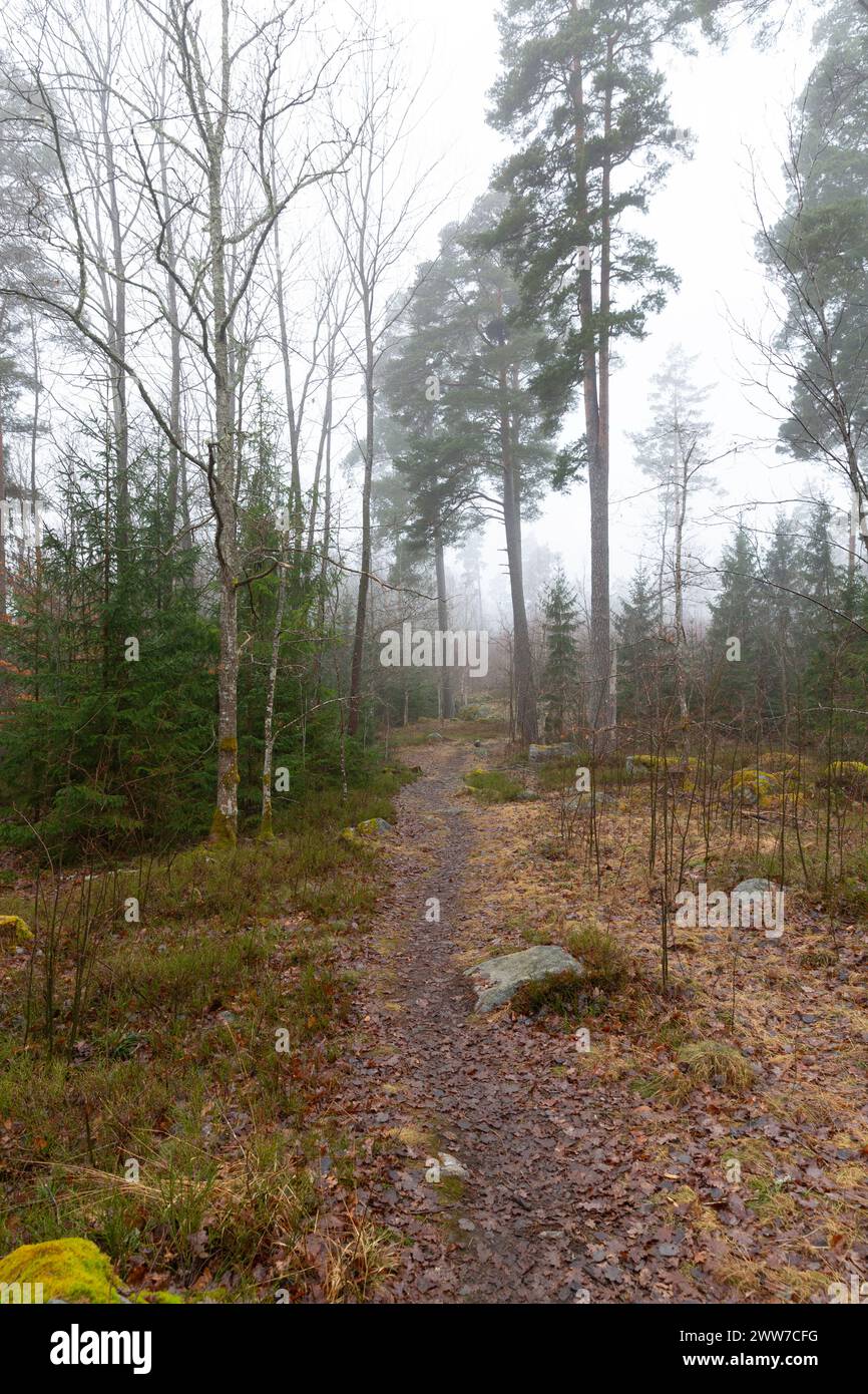 a misty spring morning in the woods Stock Photo - Alamy