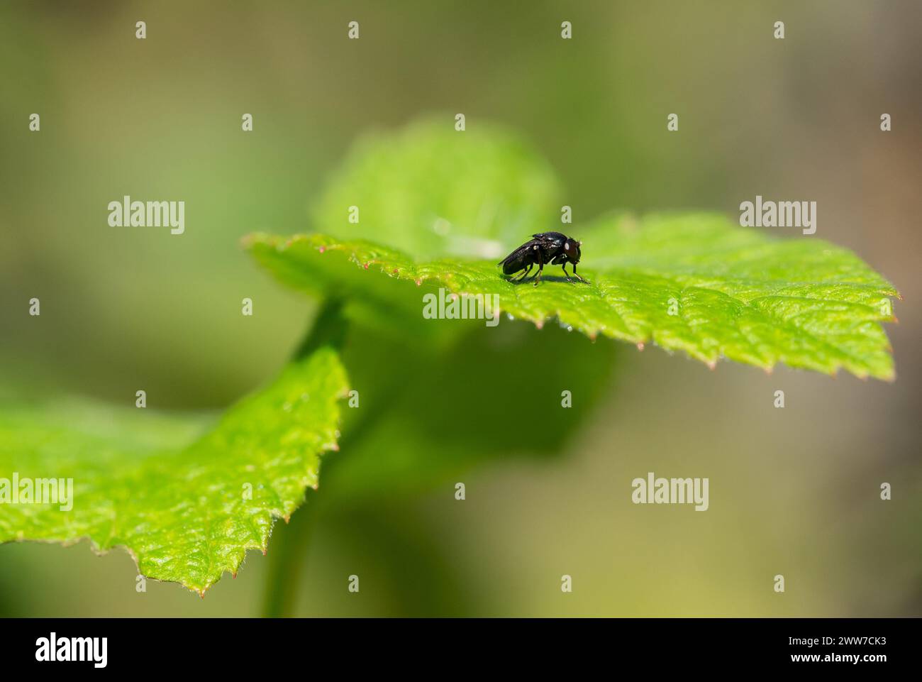 Brine fly hi-res stock photography and images - Alamy