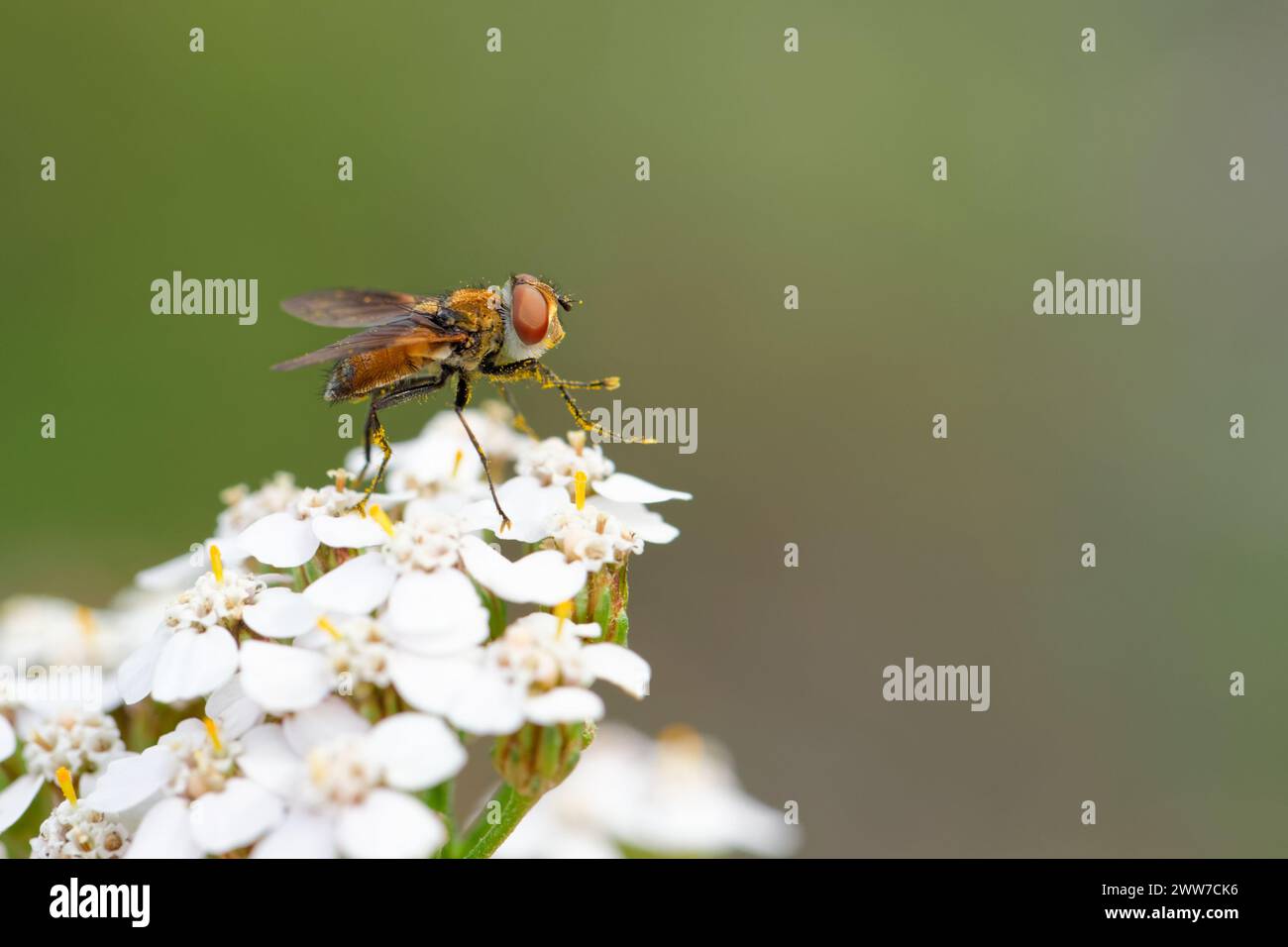 Parasitic tachina fly (Ectophasia crassipennis Stock Photo - Alamy