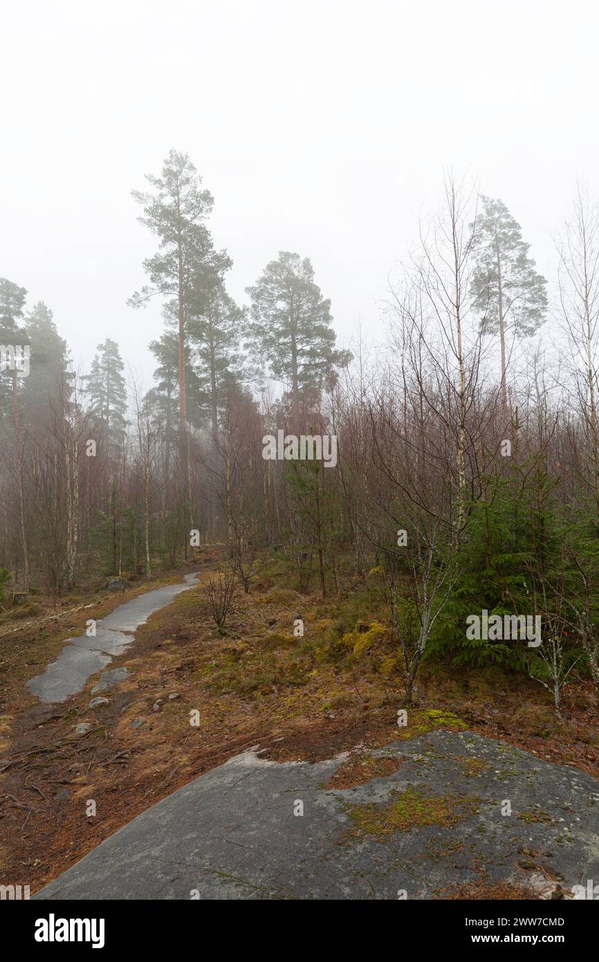 Moody spring forest hi-res stock photography and images - Alamy