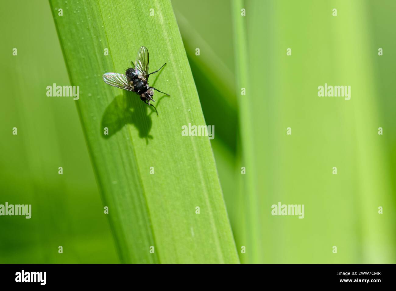 Parasitic tachina fly (Medina collaris Stock Photo - Alamy