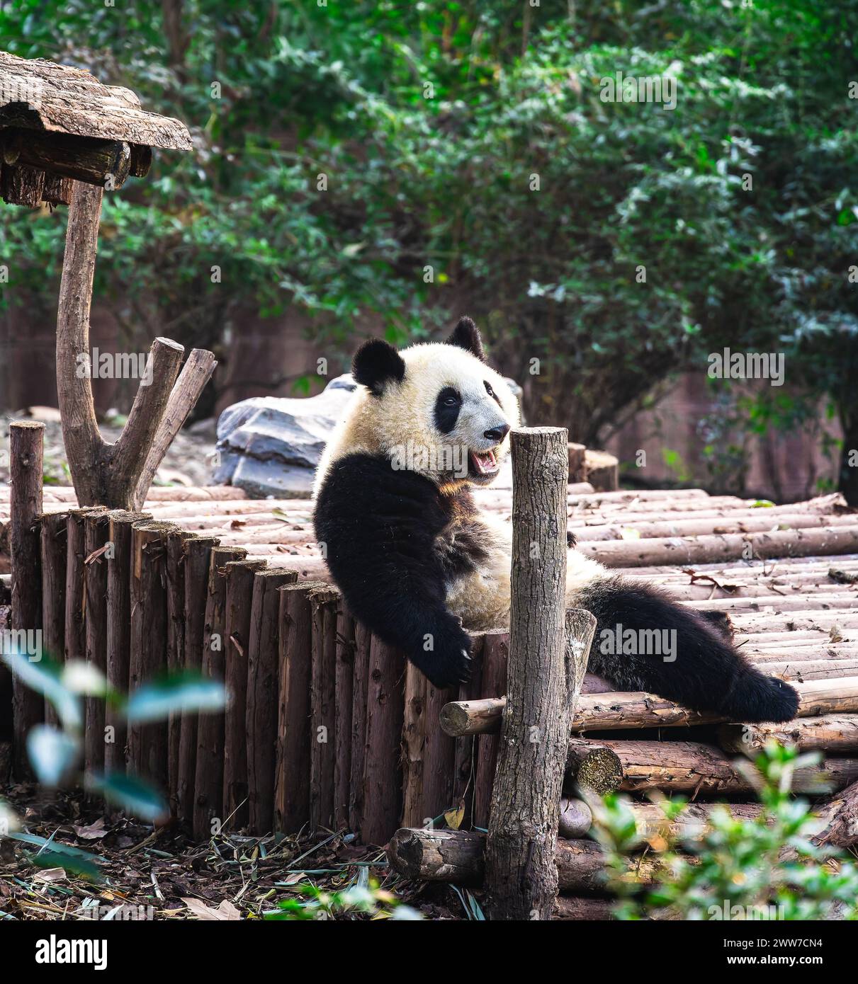 Giant Pandas in Chengdu, China Stock Photo - Alamy