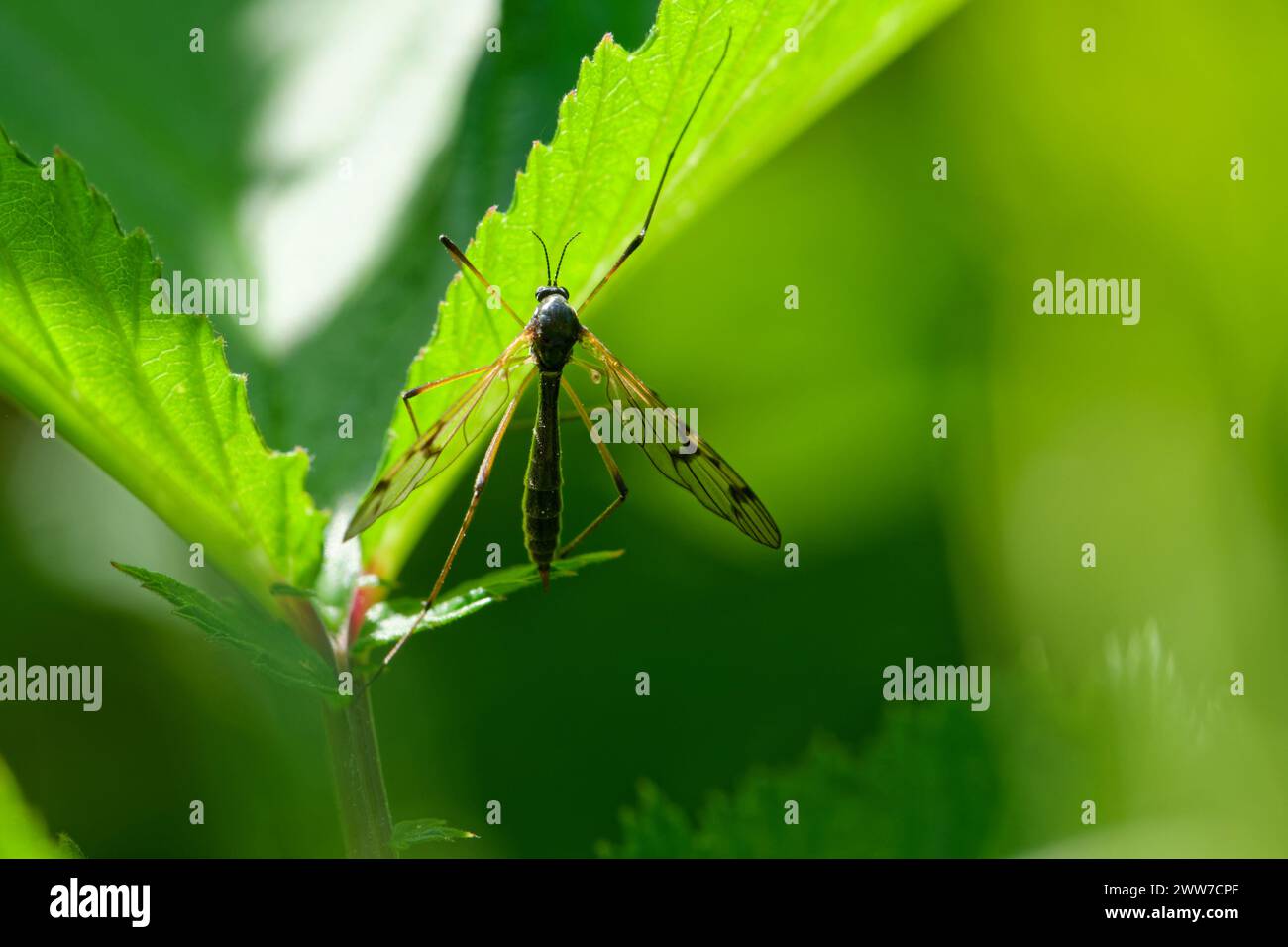 Black phantom cranefly (Ptychoptera lacustris Stock Photo - Alamy