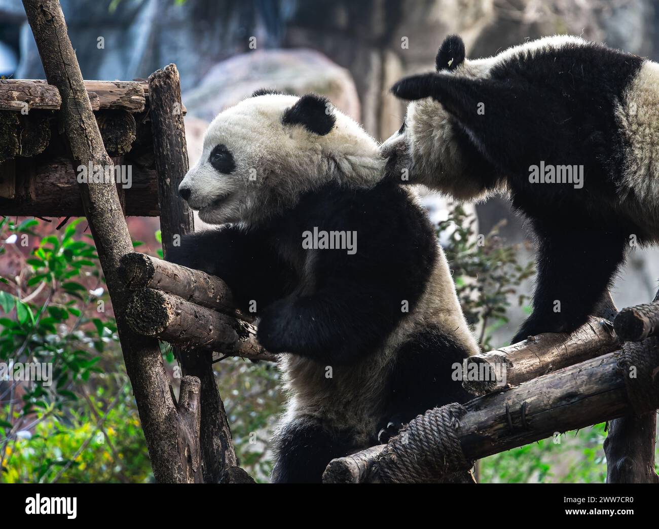 Giant Pandas in Chengdu, China Stock Photo - Alamy