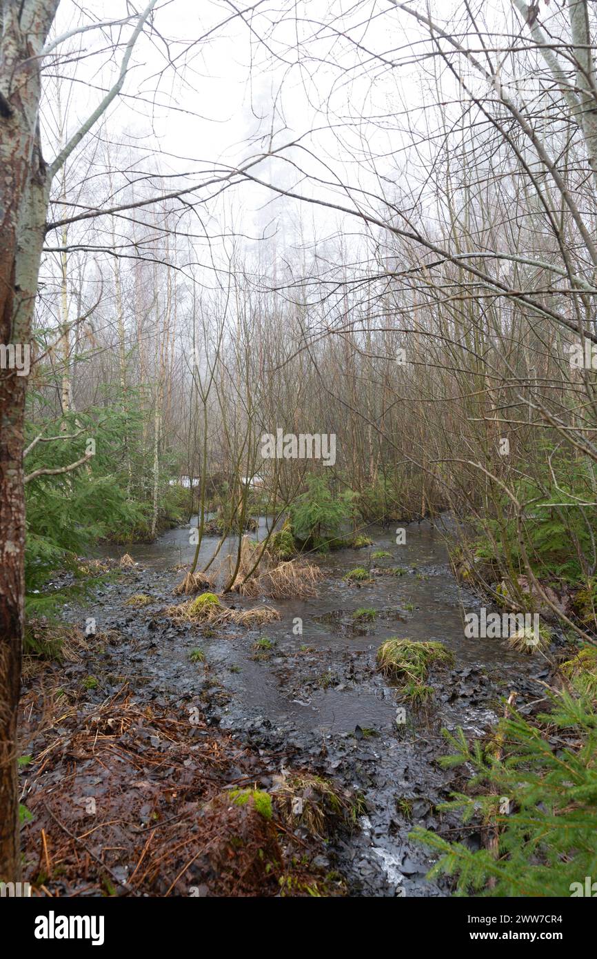 a misty spring morning in the woods Stock Photo - Alamy