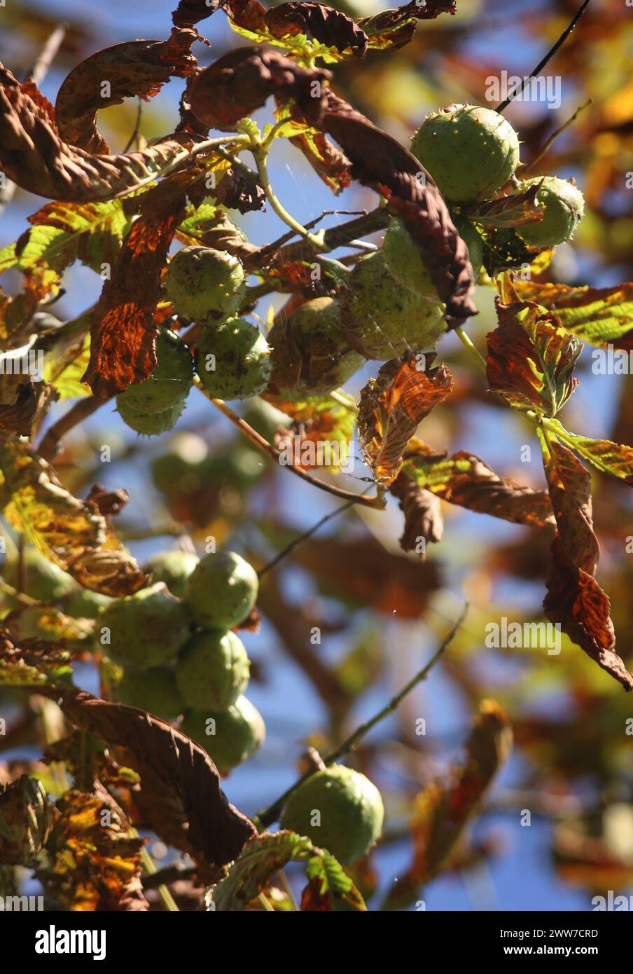 17/08/11...Previously Unpublished File Photo from 2010 showing the ...