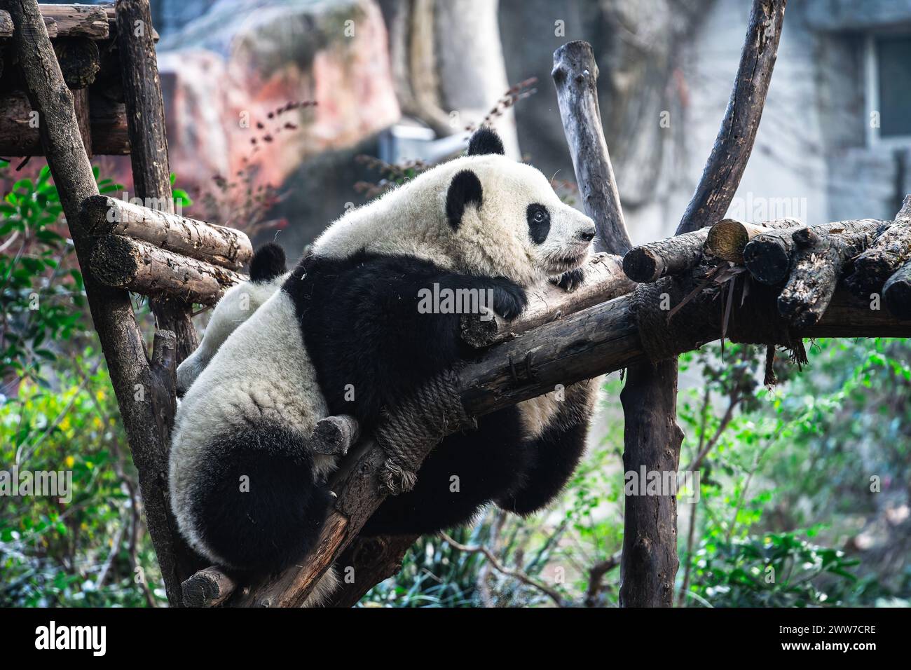 Giant Pandas in Chengdu, China Stock Photo - Alamy