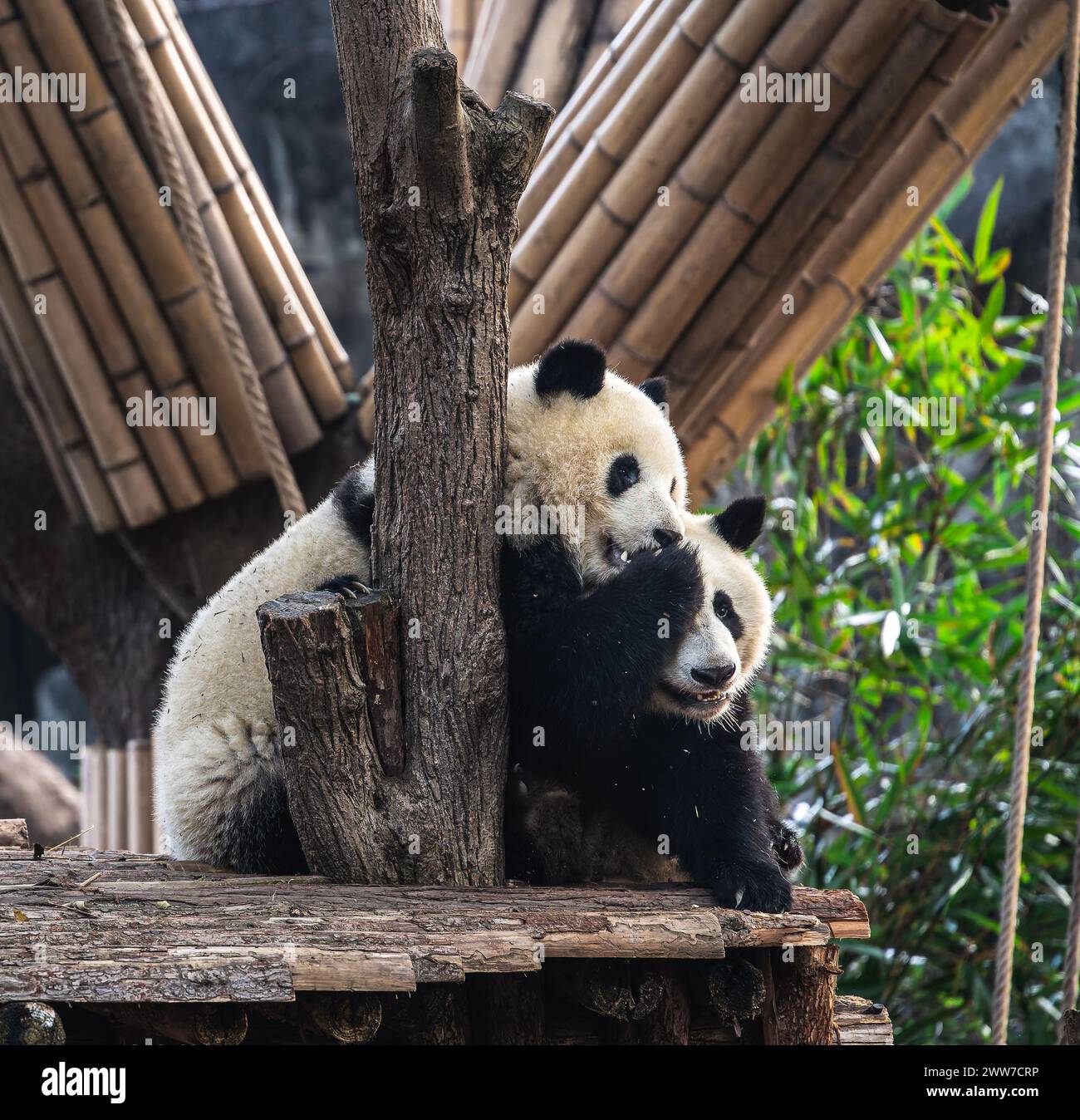 Giant Pandas in Chengdu, China Stock Photo - Alamy