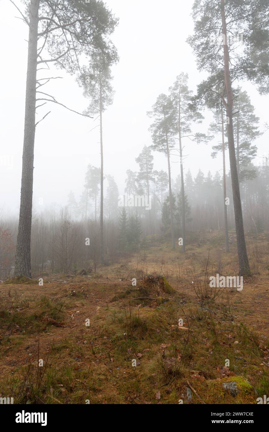 a misty spring morning in the woods Stock Photo - Alamy