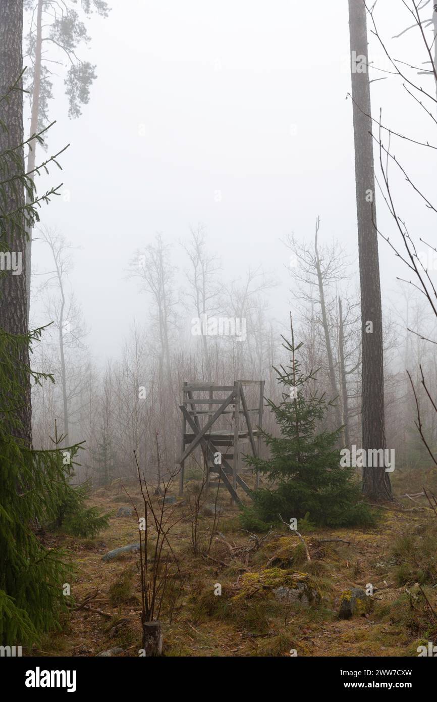 a misty spring morning in the woods Stock Photo - Alamy