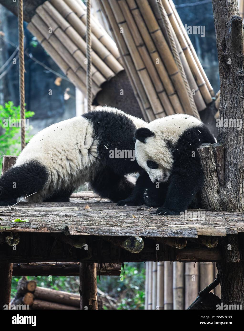 Giant Pandas in Chengdu, China Stock Photo - Alamy