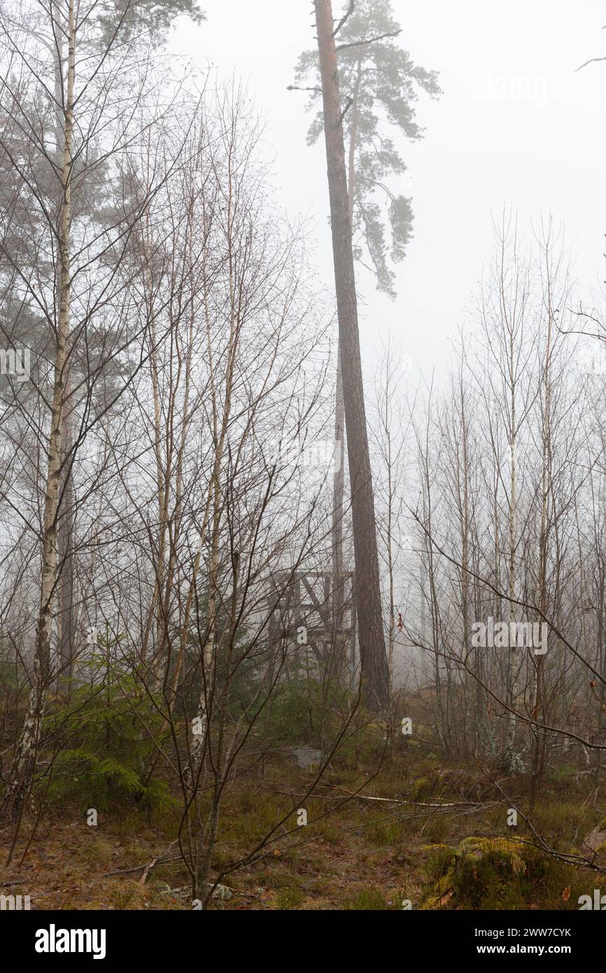 a misty spring morning in the woods Stock Photo - Alamy