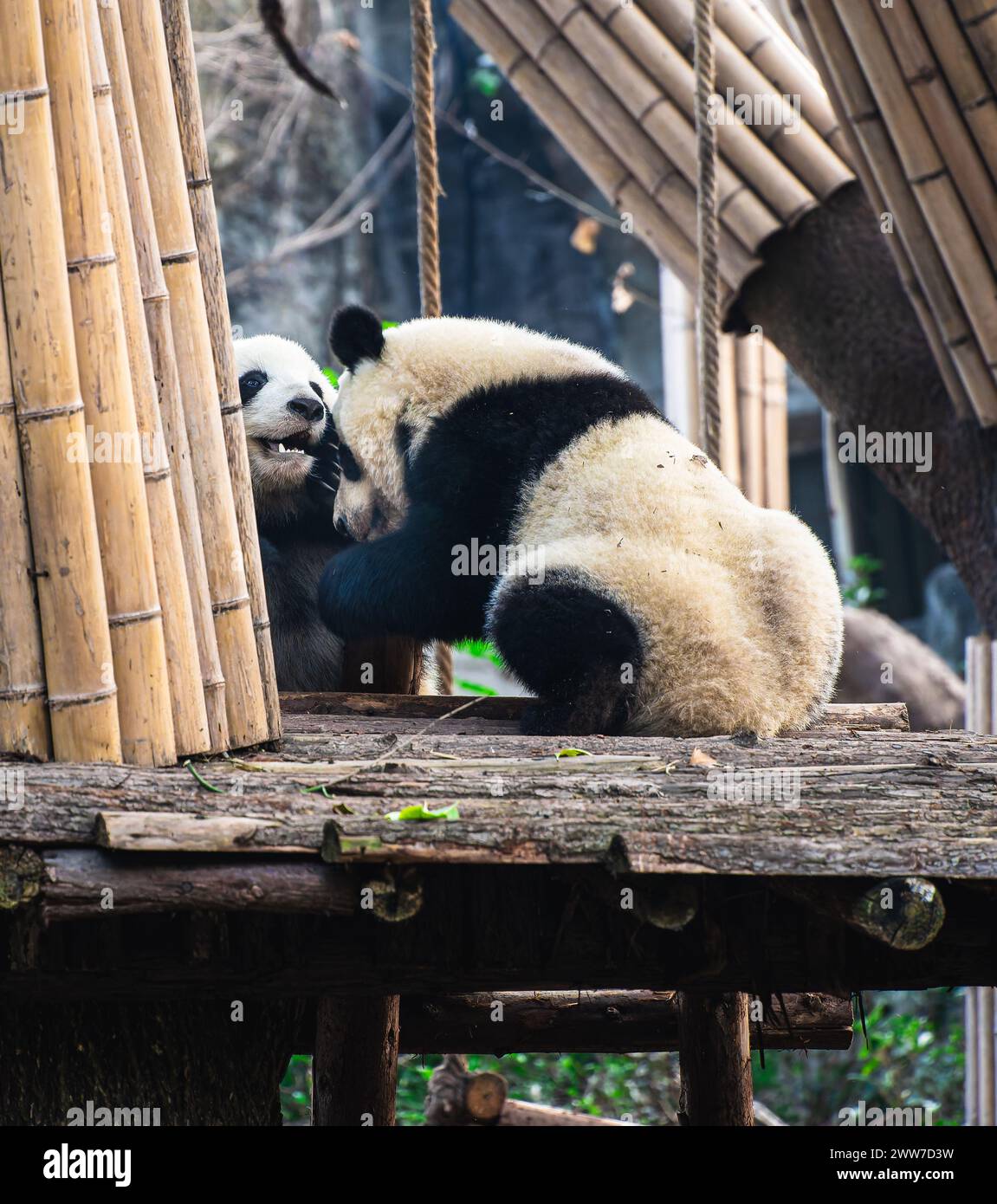 Giant Pandas in Chengdu, China Stock Photo - Alamy