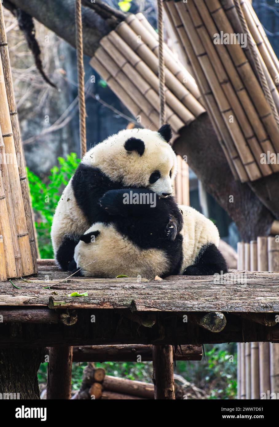 Giant Pandas in Chengdu, China Stock Photo - Alamy