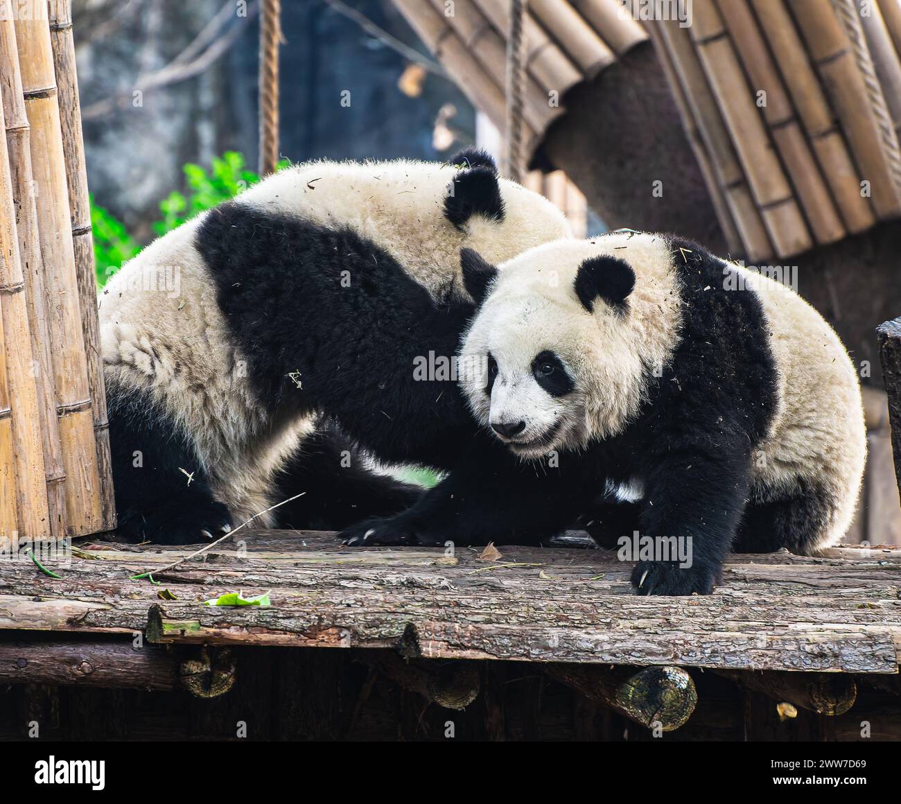 Giant Pandas in Chengdu, China Stock Photo - Alamy