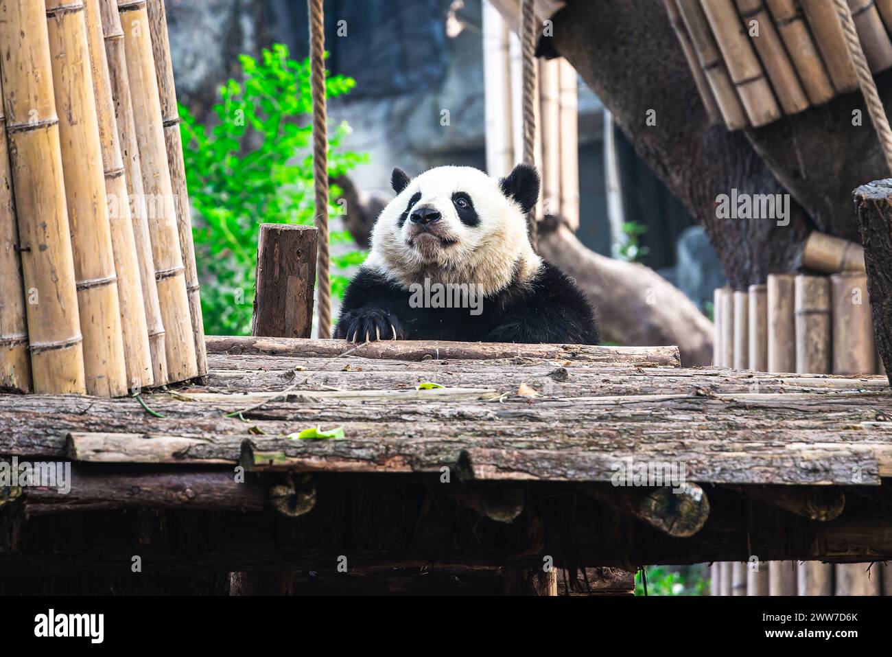 Giant Pandas in Chengdu, China Stock Photo - Alamy
