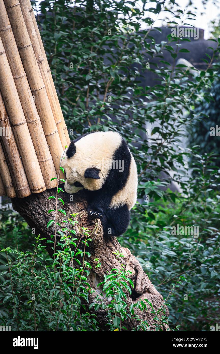 Giant Pandas in Chengdu, China Stock Photo - Alamy