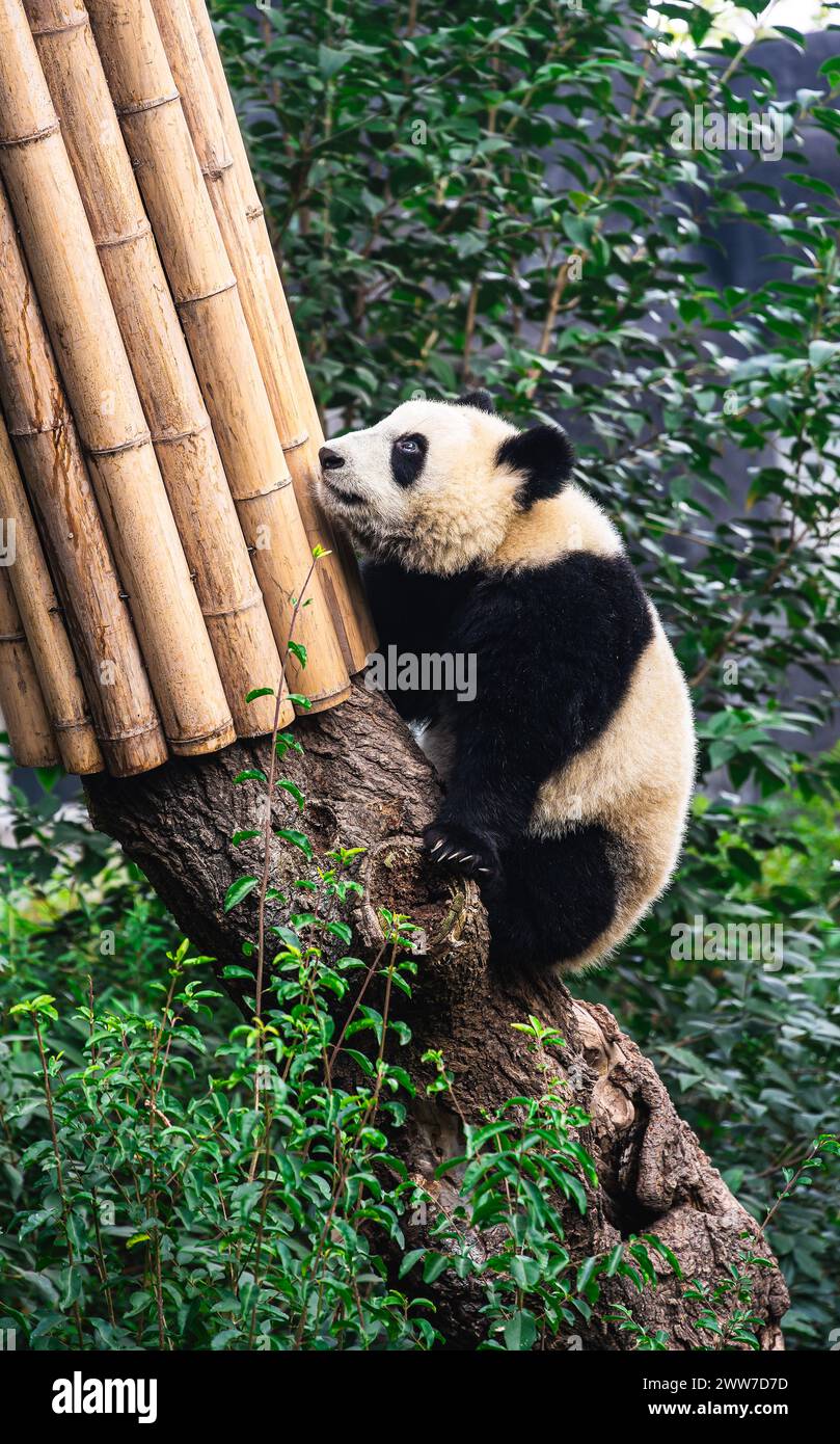 Giant Pandas in Chengdu, China Stock Photo - Alamy
