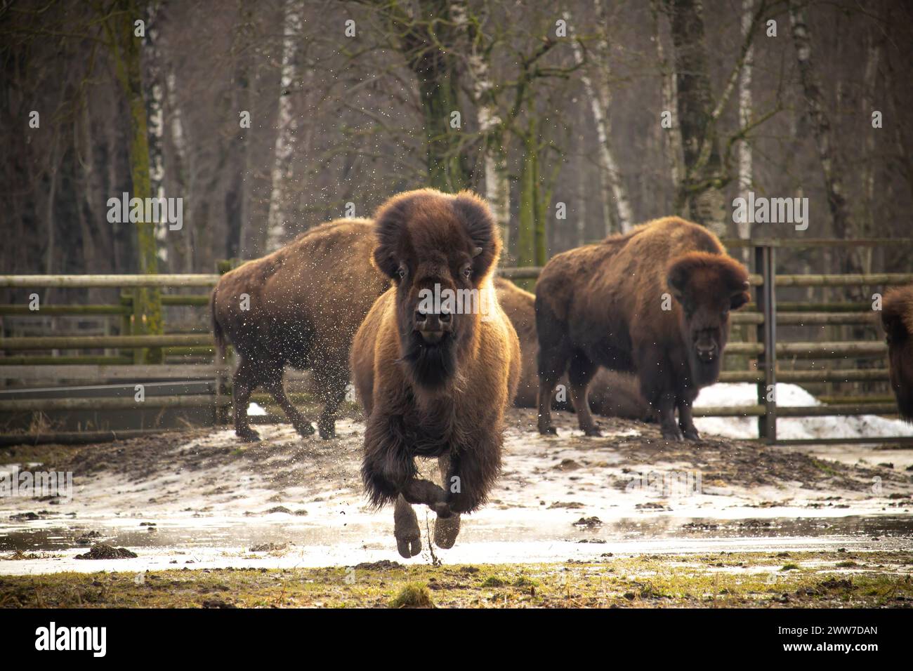 American bison running hi-res stock photography and images - Alamy
