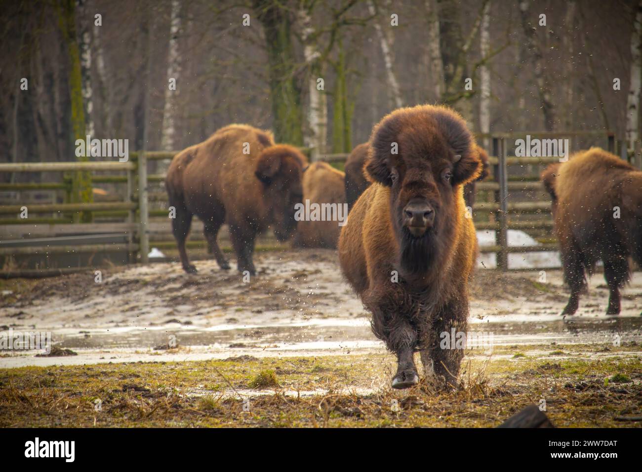 An American Bison Running. Spring time Stock Photo - Alamy