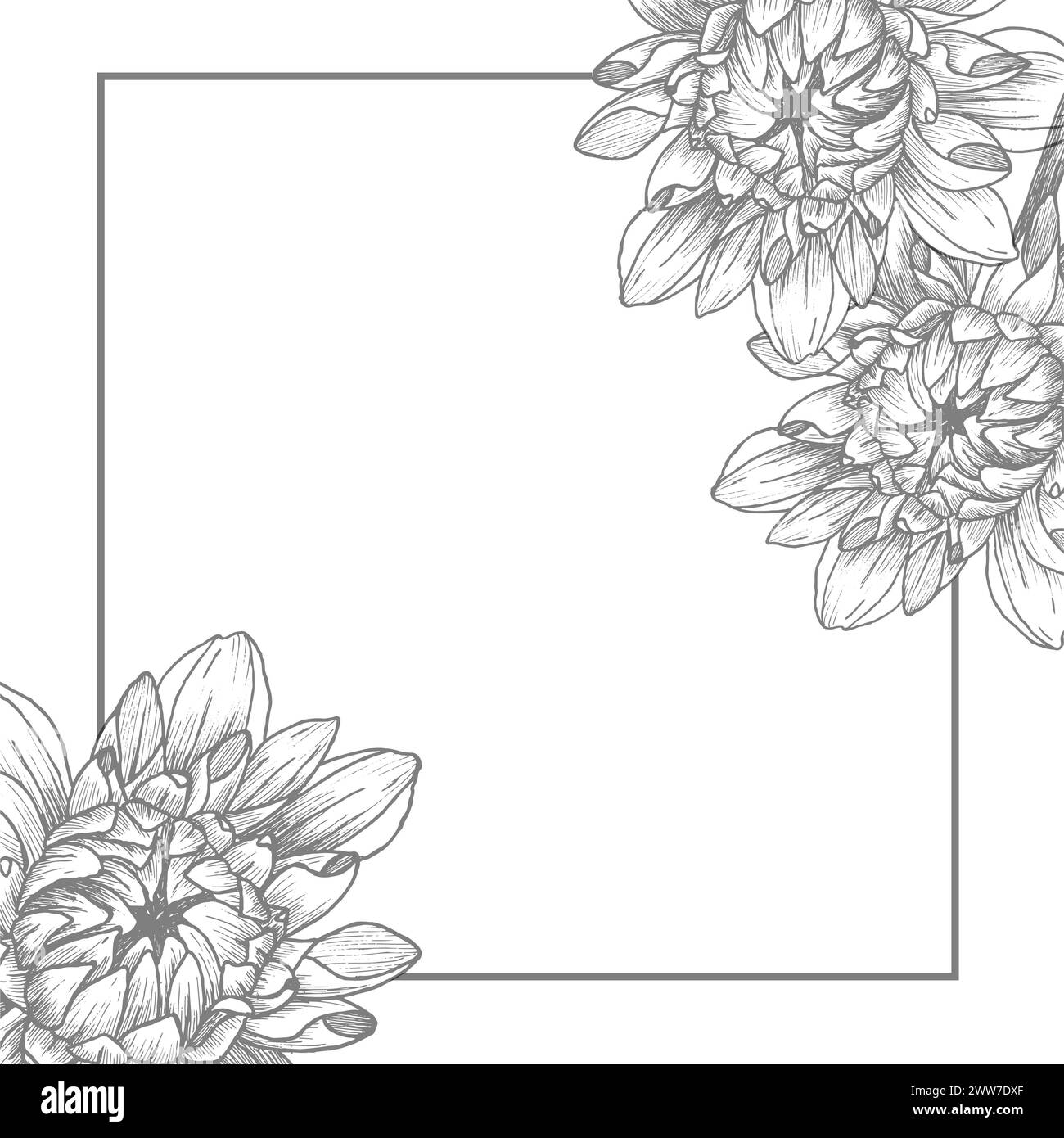 Vector peony floral botanical Black and White Stock Photos & Images - Alamy