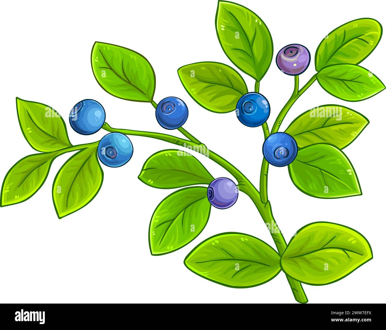 Sweet blueberry green leaves Stock Vector Images - Alamy