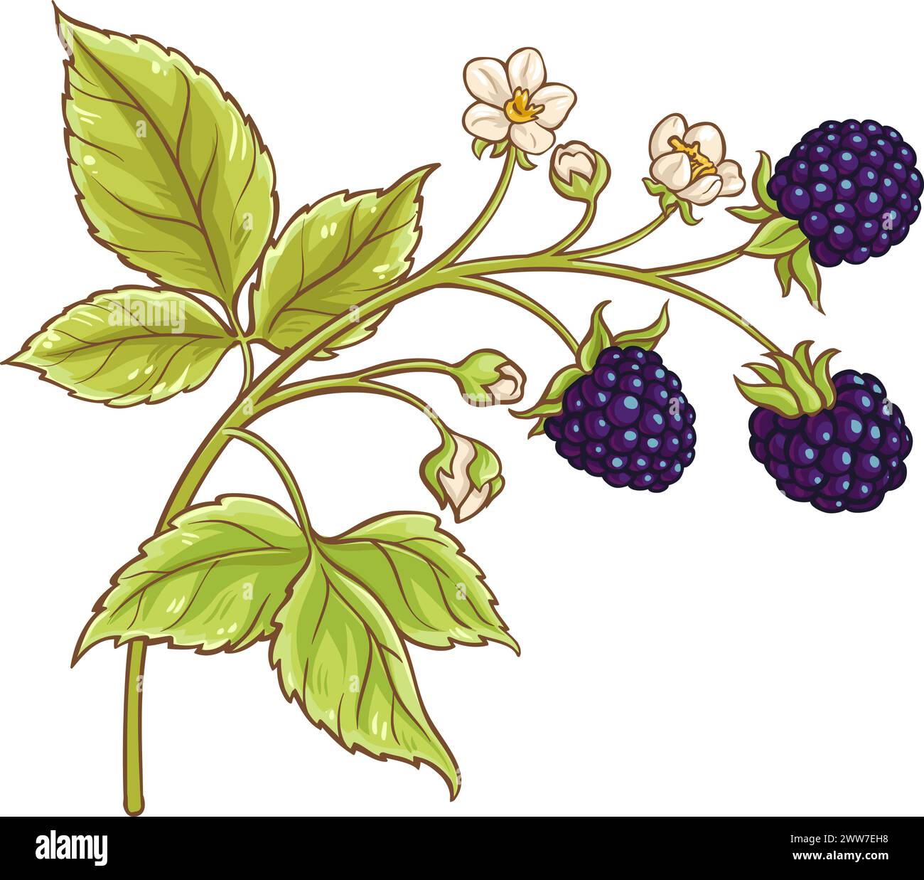 Blackberry branch Stock Vector Images - Alamy