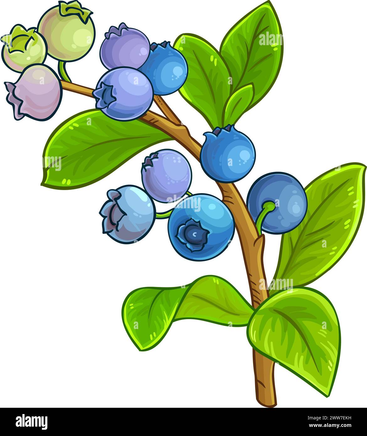 Blueberry Branch Colored Detailed Illustration Stock Vector Image & Art ...