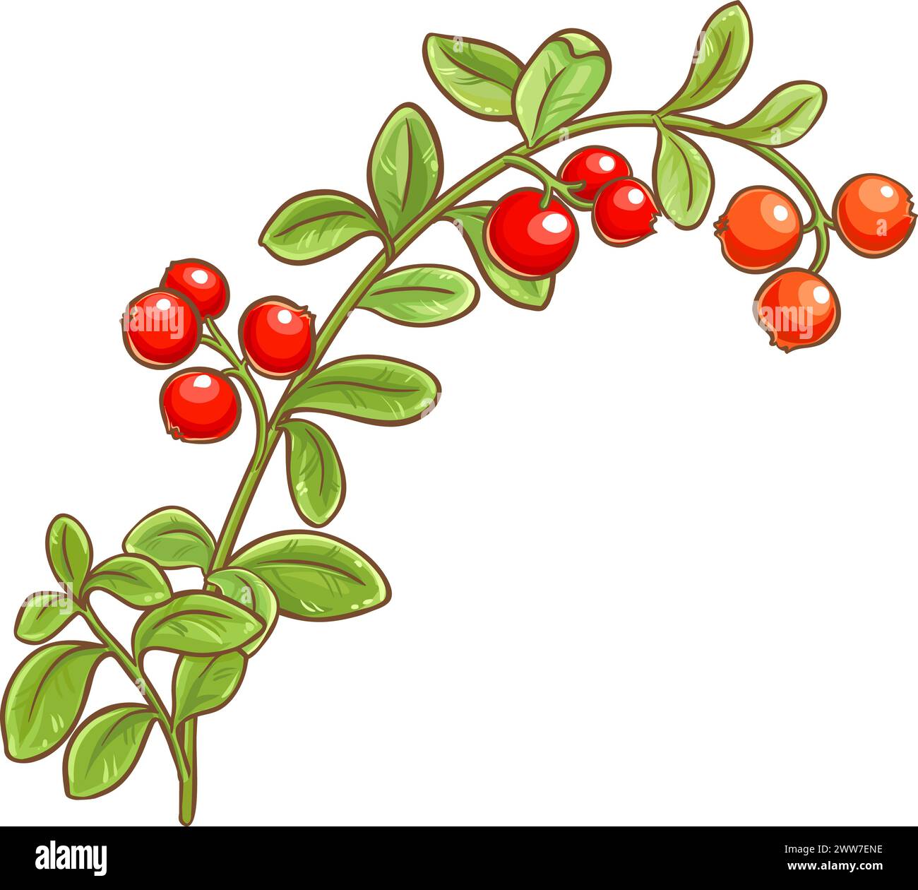Cranberry Branch Colored Detailed Illustration Stock Vector Image & Art ...
