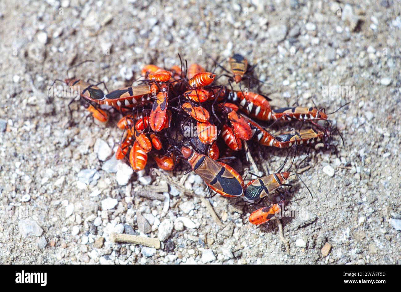 African Cotton Stainer insect bug, Dysdercus Fasciatus Stock Photo - Alamy