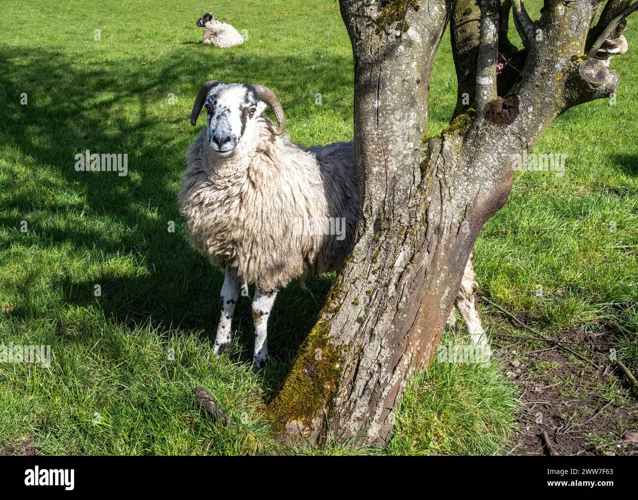 Mutton horns hi-res stock photography and images - Alamy
