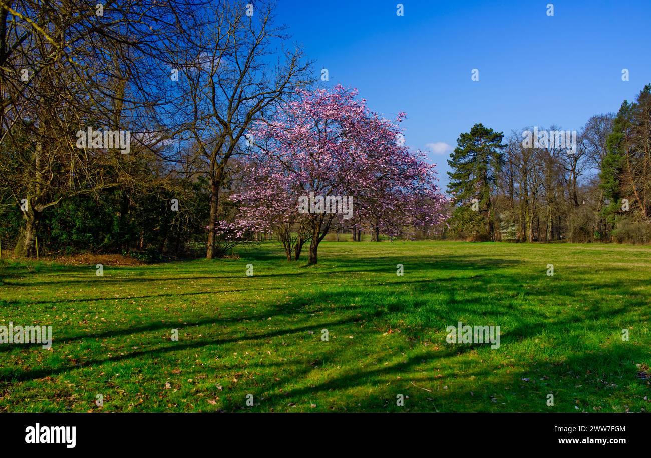 Appealing park scenery with a pink flowering Cherry blossom tree in the ...