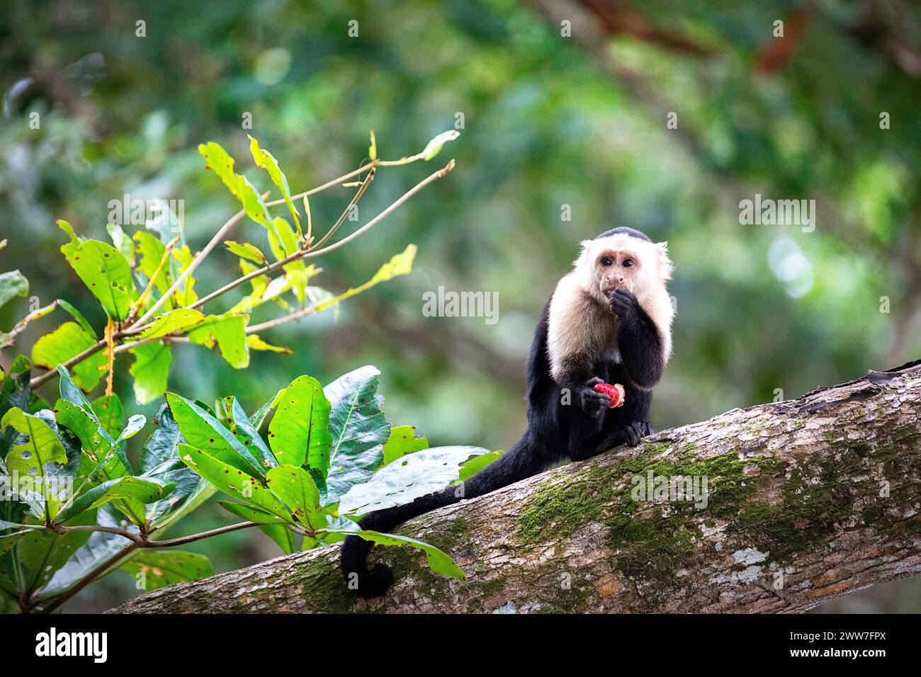 Fascinating white faced capuchin monkey eating a fruit on a tree log in ...
