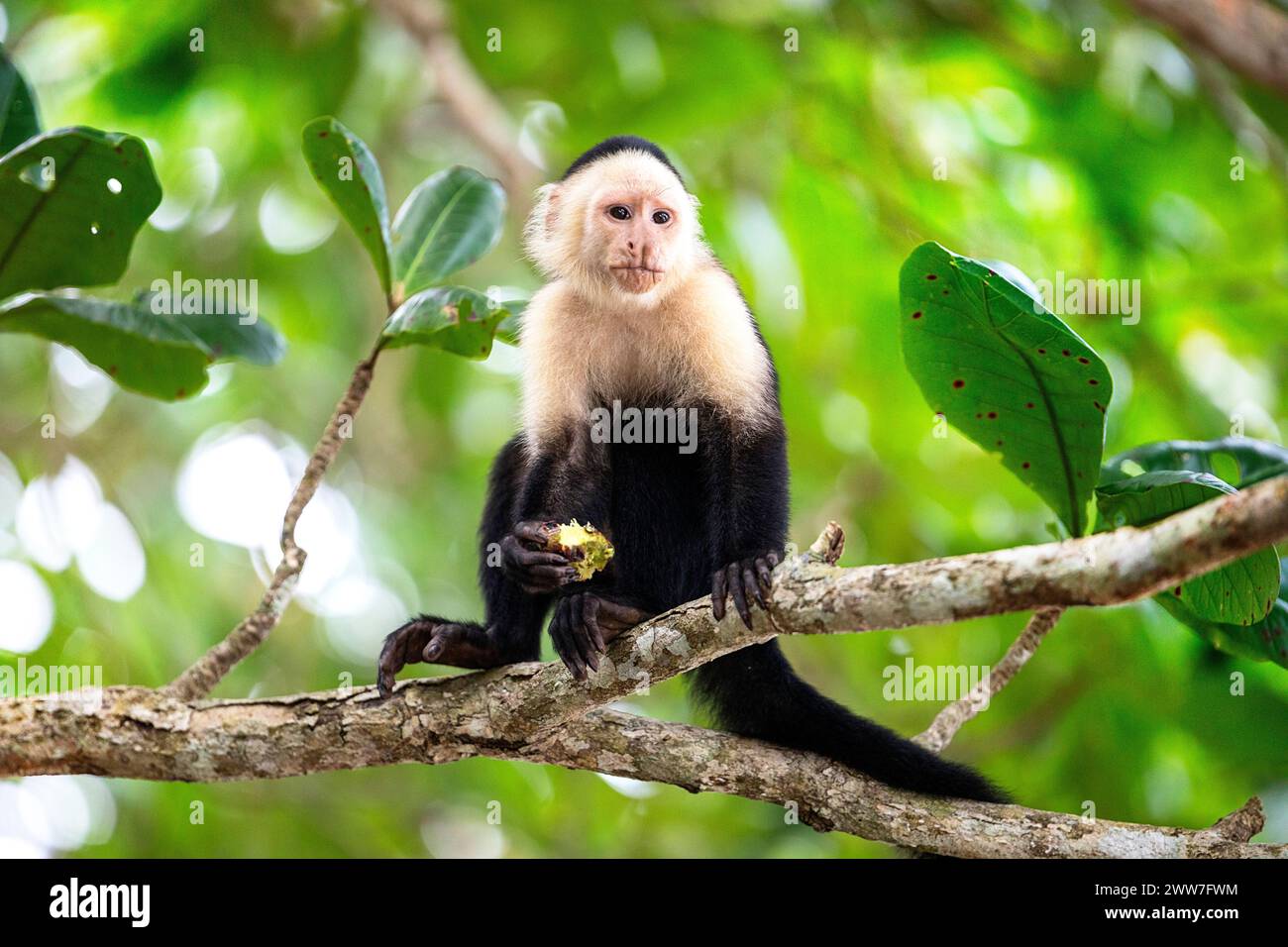 Fascinating white faced capuchin monkey eating a fruit on a tree branch ...