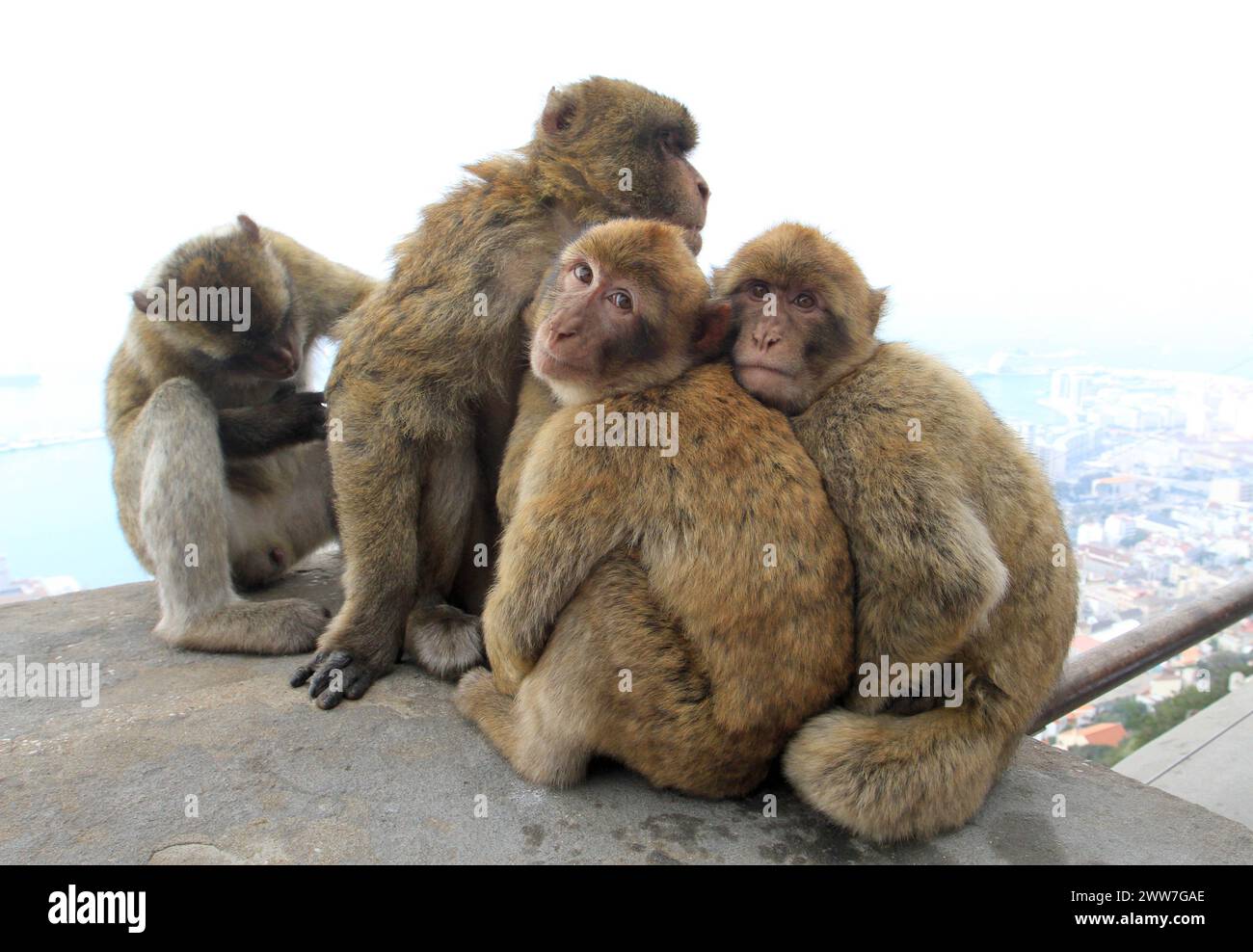 Preening monkeys hi-res stock photography and images - Alamy