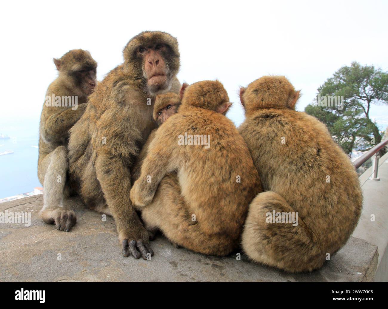 Preening monkeys hi-res stock photography and images - Alamy