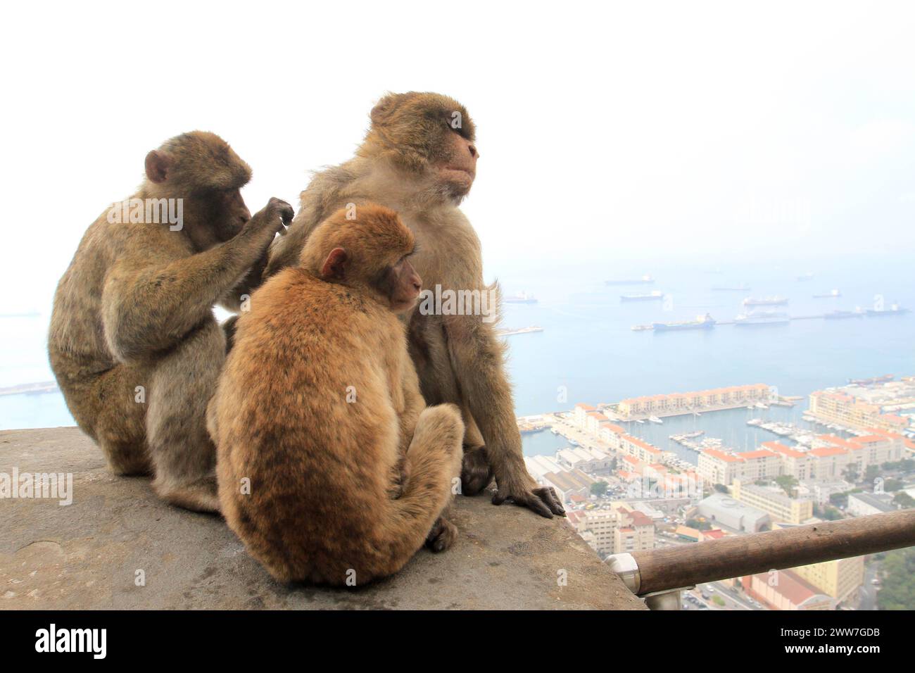 14/10/11 ..A troop of Barbary Macaques preen each other looking for ...