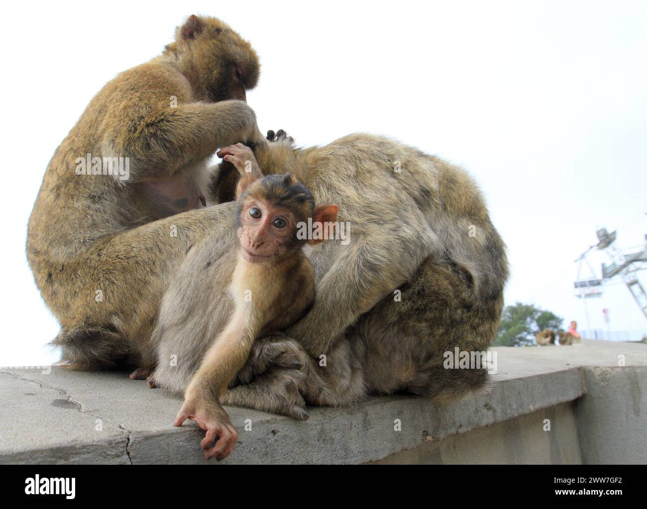 14/10/11 ..A troop of Barbary Macaques preen each other looking for ...