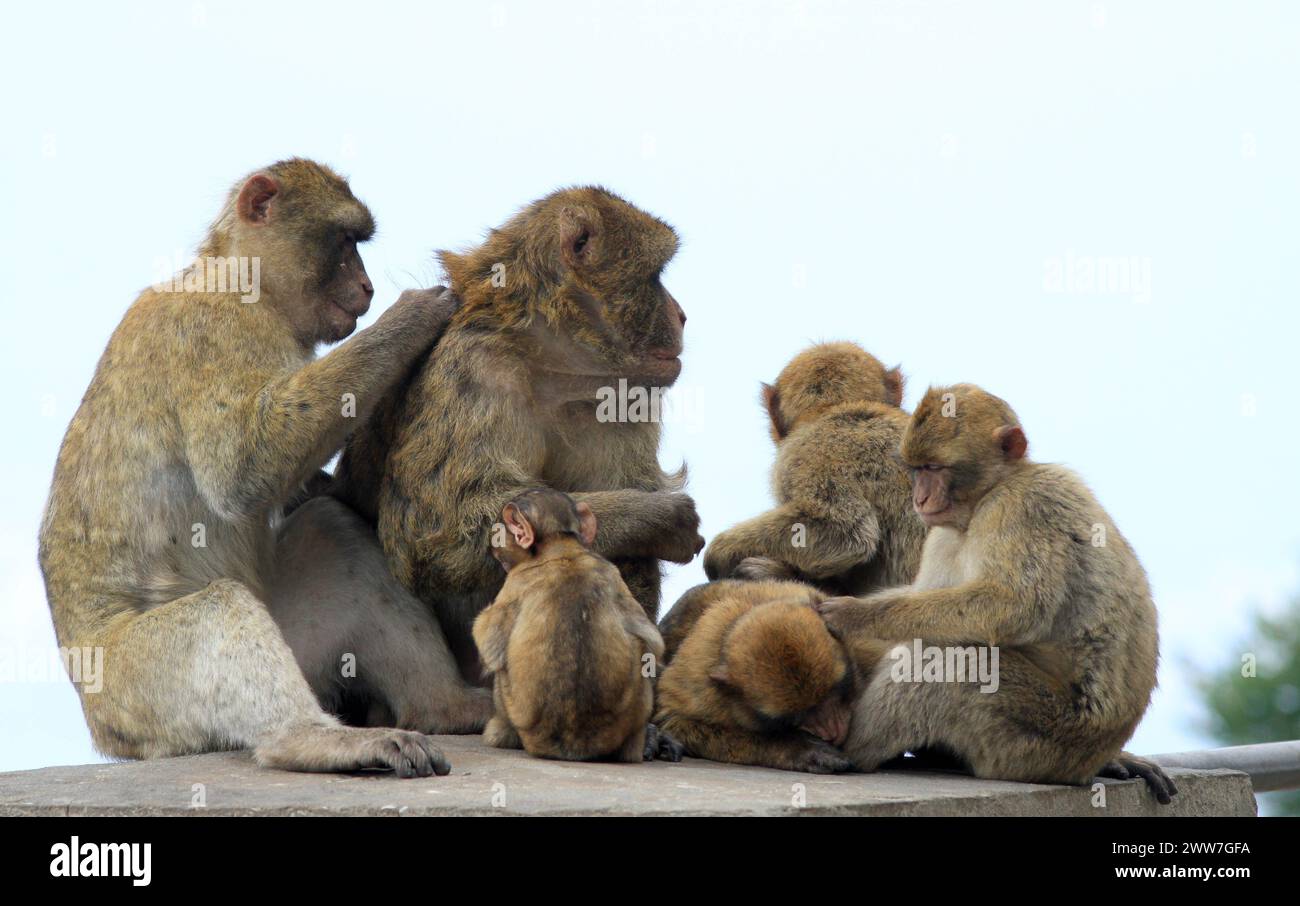 14/10/11 ..A troop of Barbary Macaques preen each other looking for ...