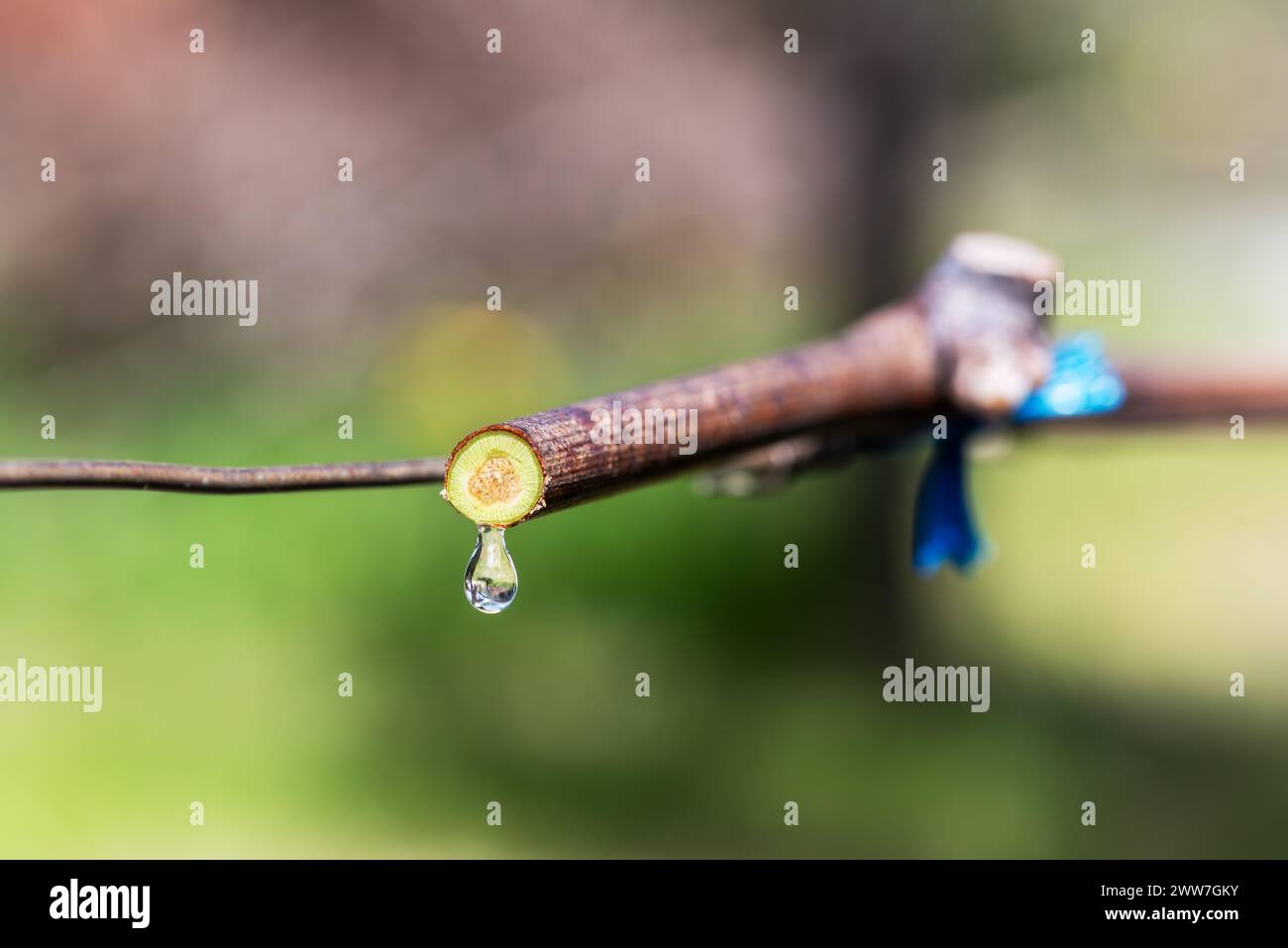 Cry of the vine hi-res stock photography and images - Alamy
