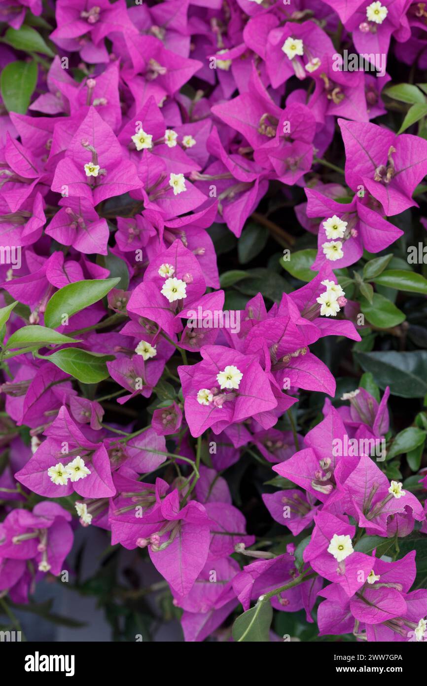 Bougainvillea sabine hi-res stock photography and images - Alamy