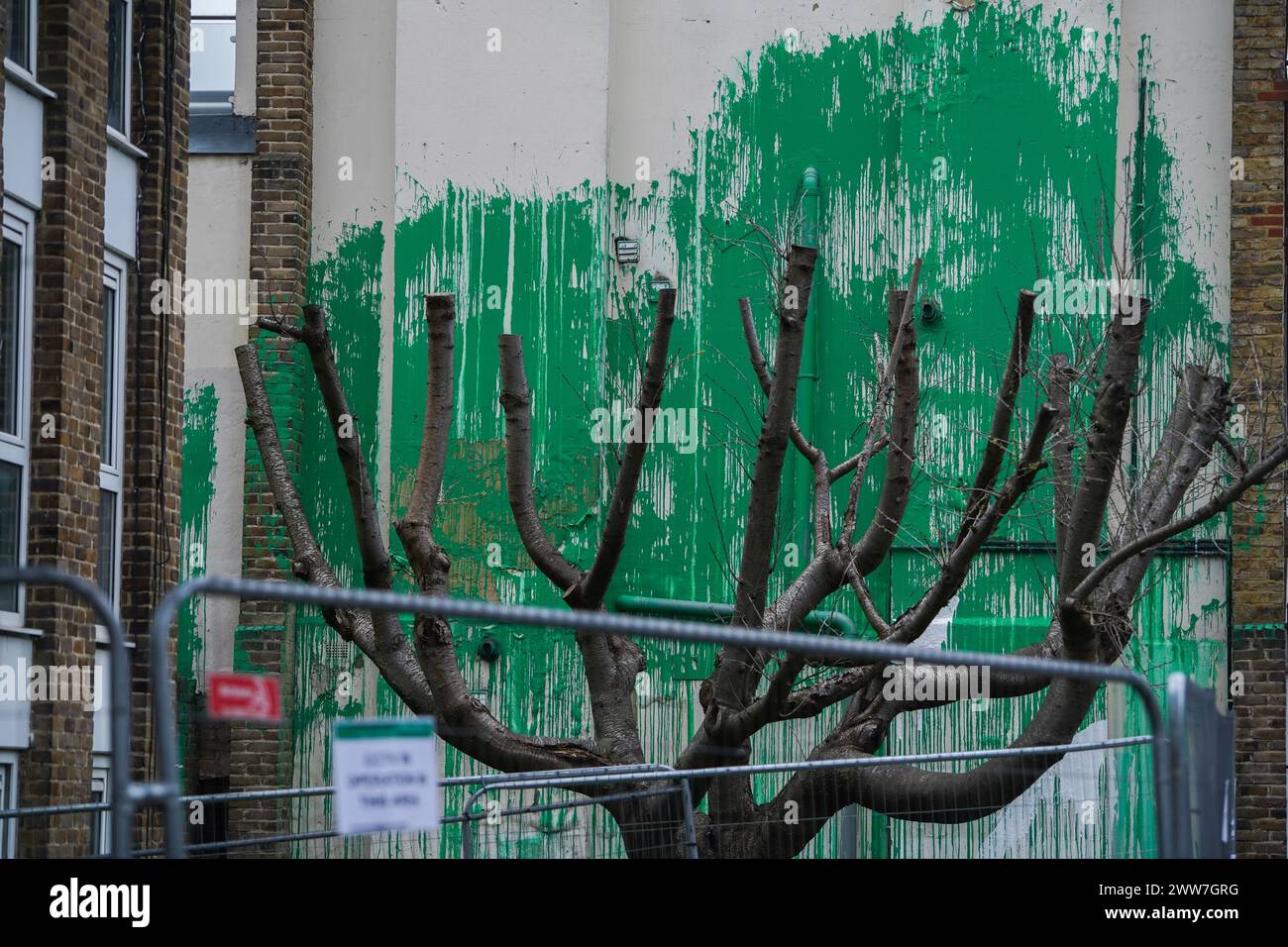 London, UK 22 March March 2024 . The new Banksy tree mural is fenced ...