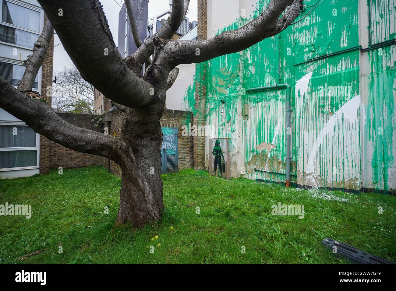 London, UK 22 March March 2024 . The new Banksy tree mural is fenced ...