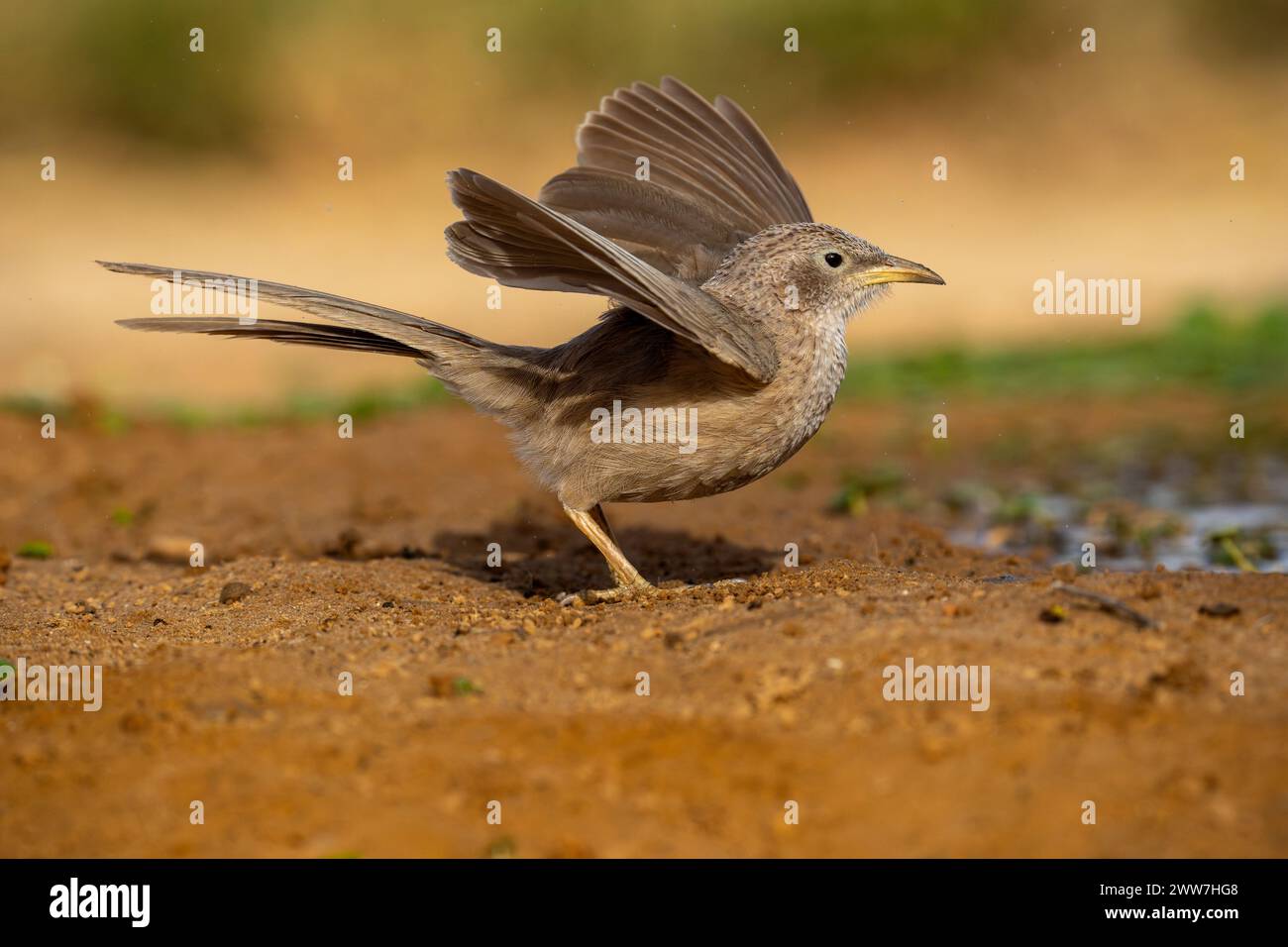 Arabian babbler flaps it wings The Arabian babbler (Argya squamiceps ...