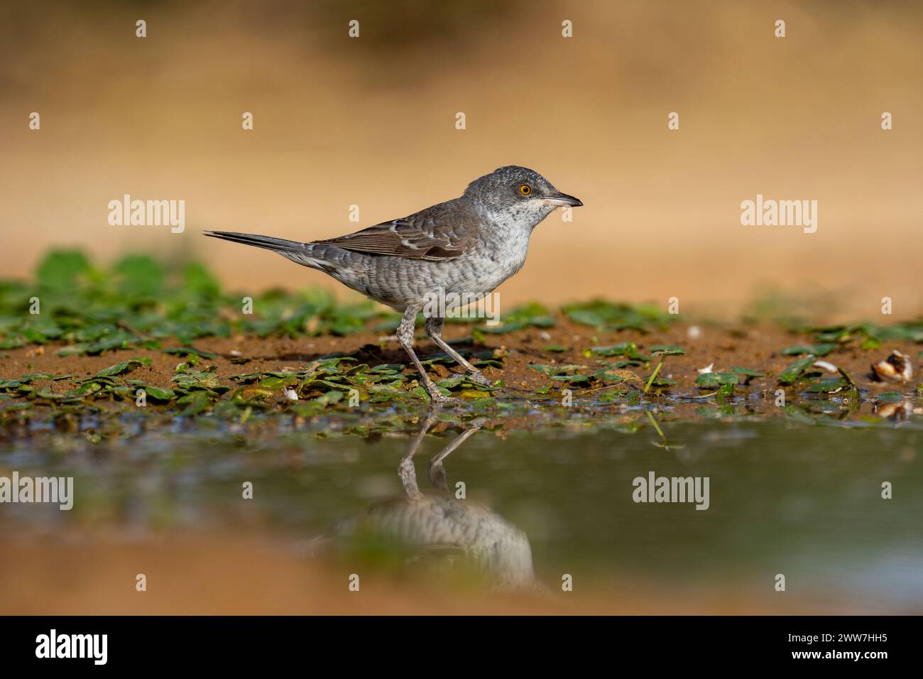barred warbler near water The barred warbler (Curruca nisoria) is a ...