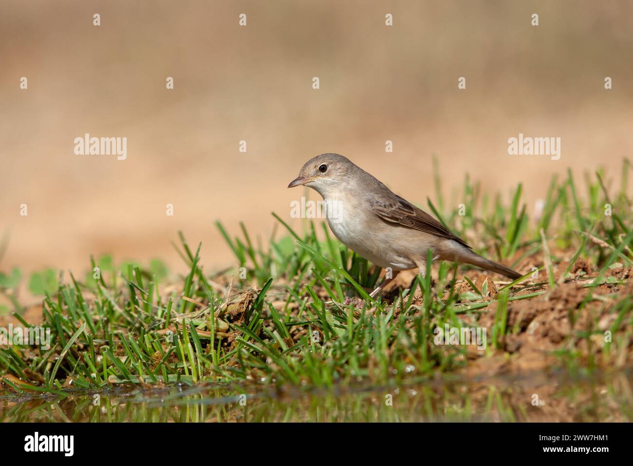 The common whitethroat or greater whitethroat (Curruca communis) is a ...
