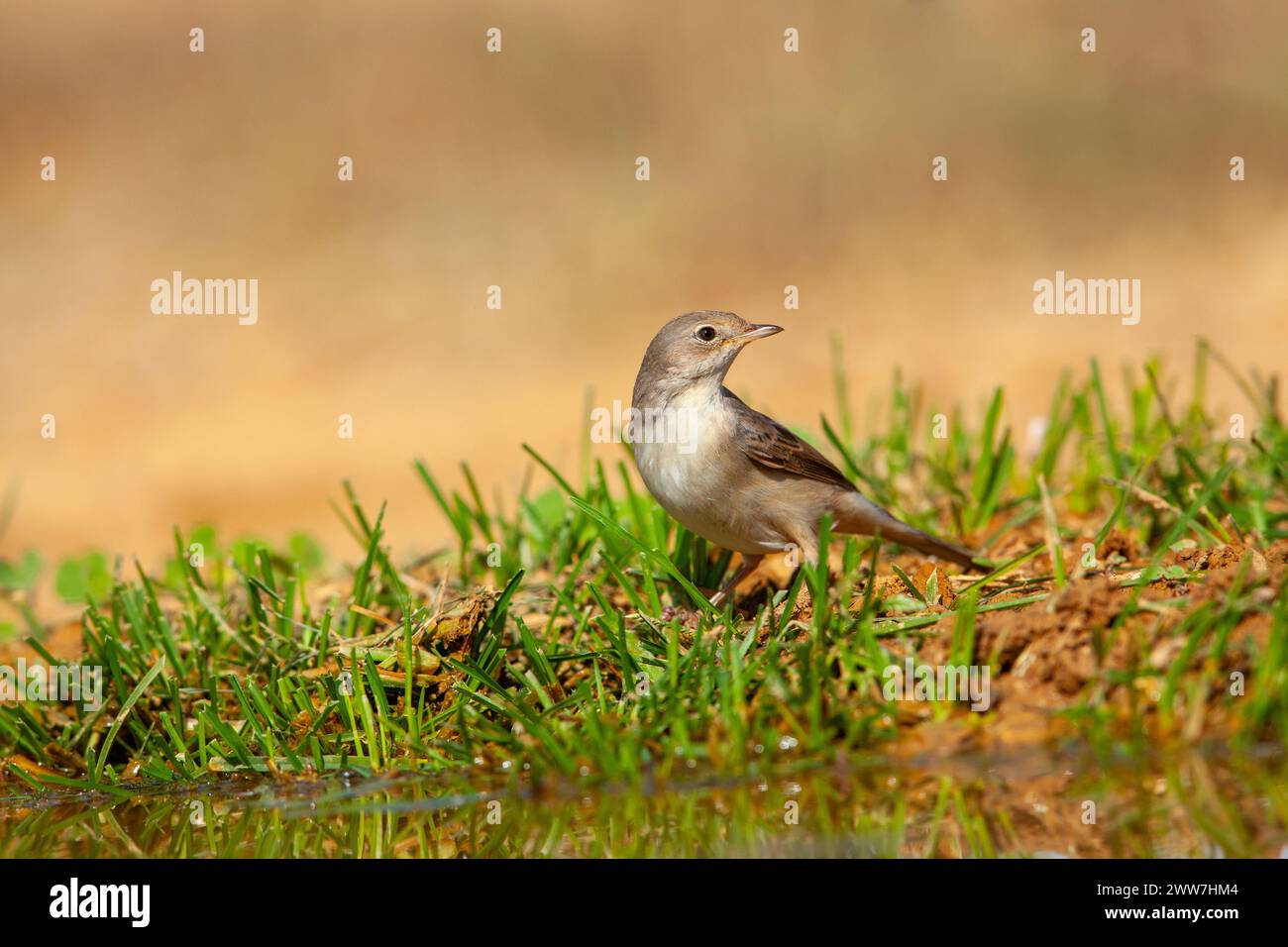 The common whitethroat or greater whitethroat (Curruca communis) is a ...