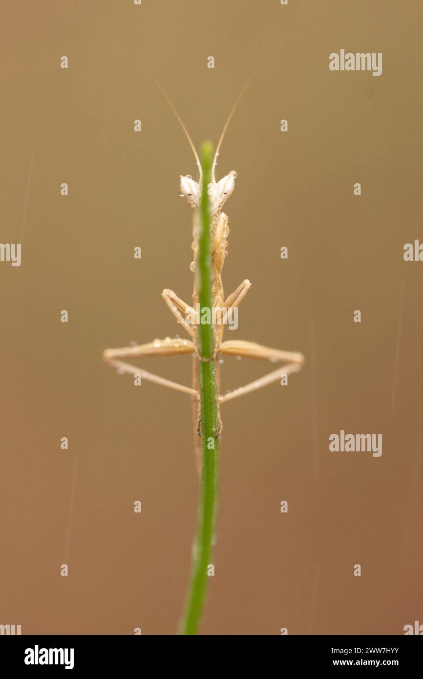 Juvenile Praying mantis (Blepharopsis mendica) as seen camouflaged on a ...