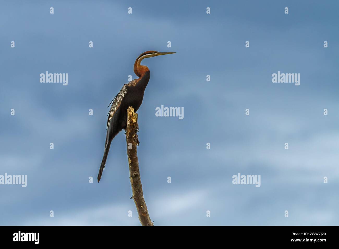 African anhinga (Anhinga melanogaster rufa or Anhinga rufa) preening ...