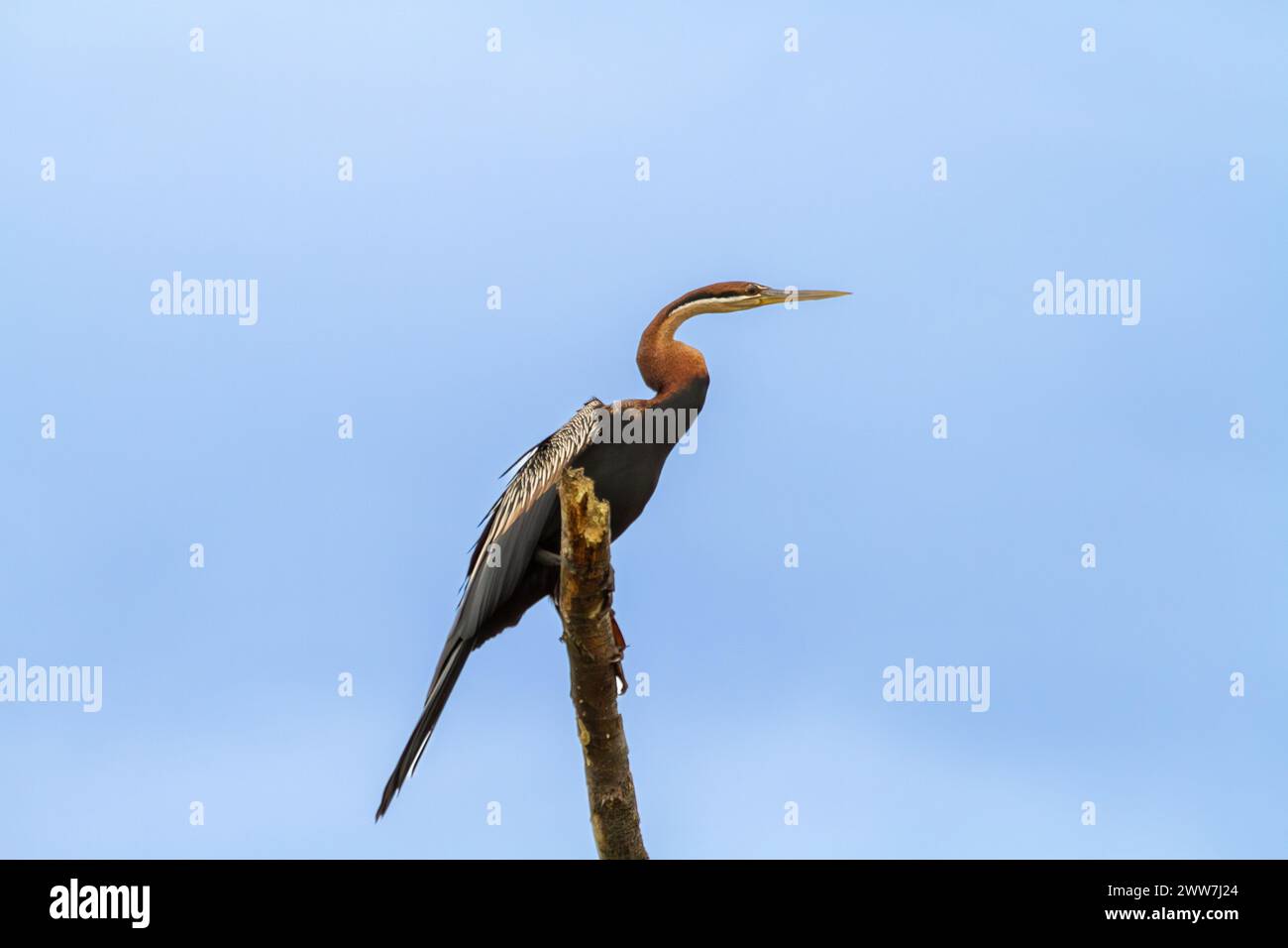 African anhinga (Anhinga melanogaster rufa or Anhinga rufa) preening ...